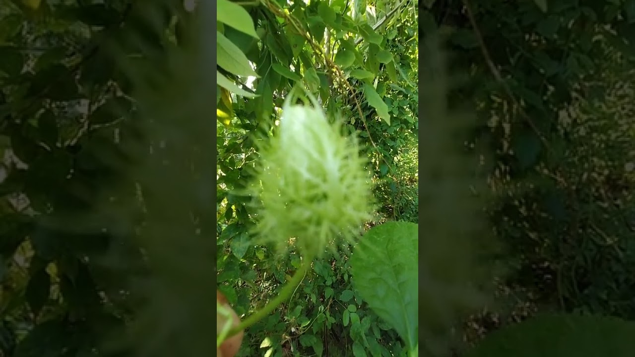 KAMPUPOT FLOWER - YouTube