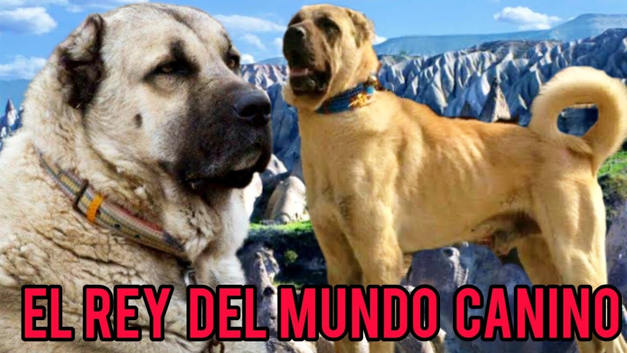 El Perro Más Poderoso del Mundo El Kangal Turco! - YouTube