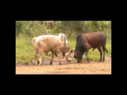 kinyambe na Mchunga Ng'ombe - YouTube