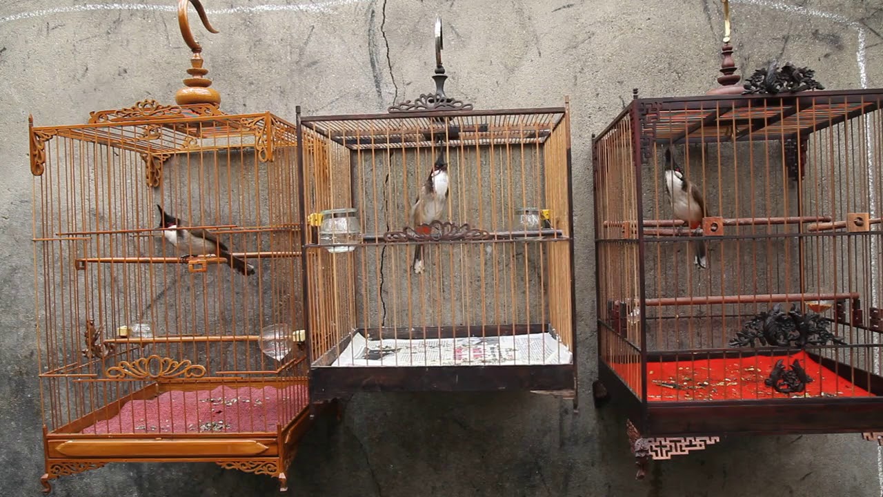 Merbah Jambul birds singing in the cage 2017 - YouTube