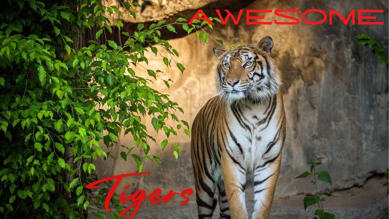 Awesome Tigers /Kid friendly Video - YouTube