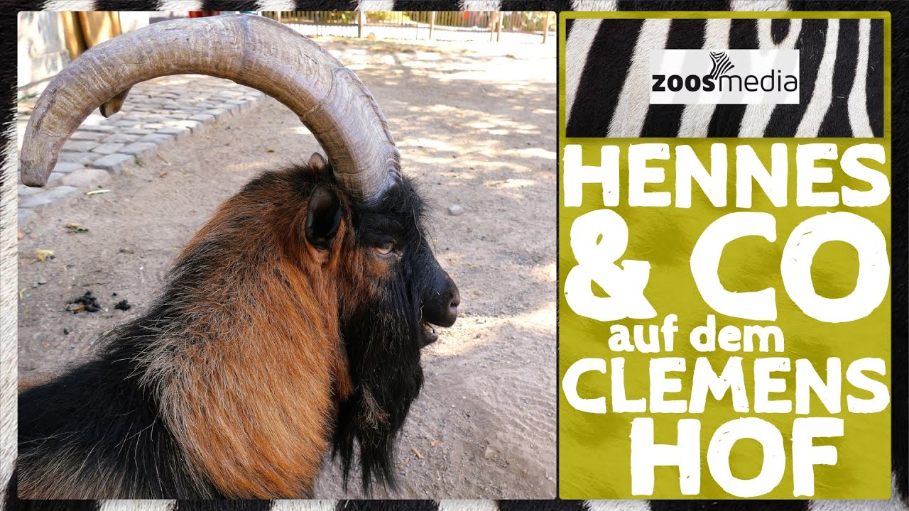 Kölner Zoo: Clemenshof 🐐🐄🐑🐖🐓 | zoos.media - YouTube