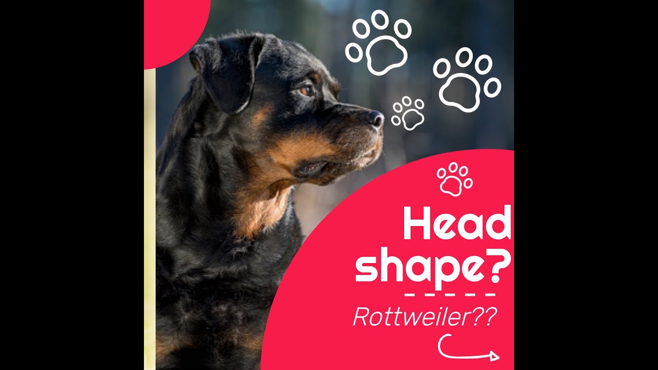 Correct head shape of Rottweiler - YouTube