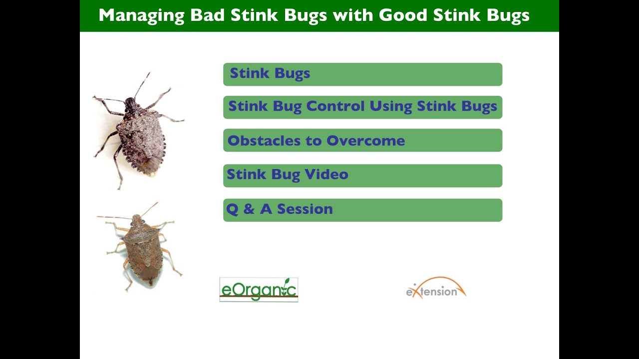 Managing Bad Stink Bugs Using Good Stink Bugs - YouTube