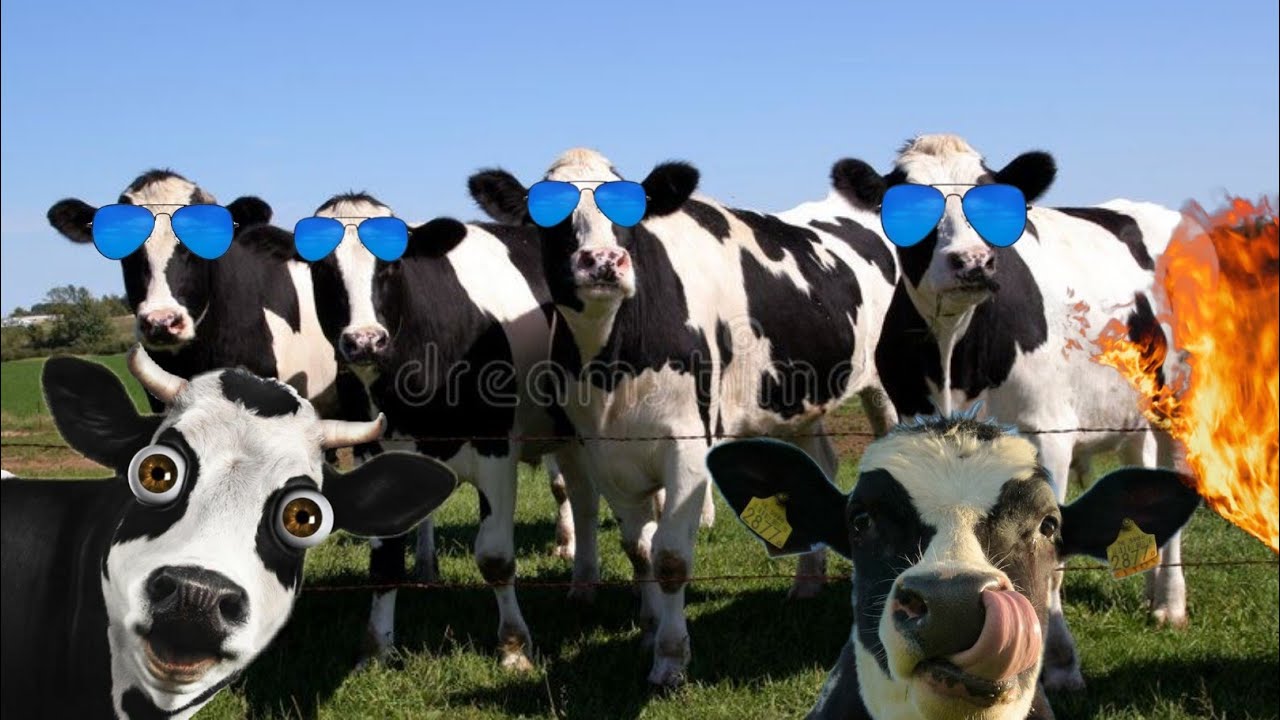 happy cow dance 🐄 crazy cow dance 🐄 on song music - YouTube