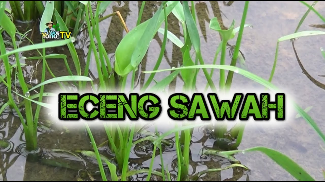 Manfaat dan khasiat Eceng sawah - YouTube