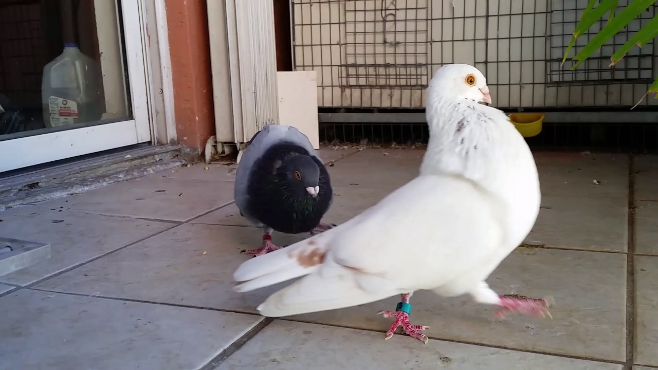 Los Pichones con 2 mes y 16 dias - YouTube