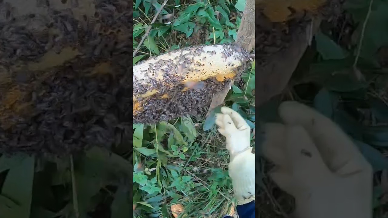 Catching giant fly honeycombs - bee catching skills - YouTube