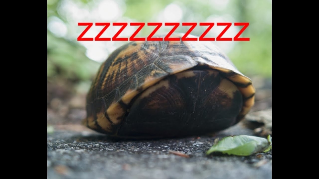 The Sleepy Super Turtle - YouTube