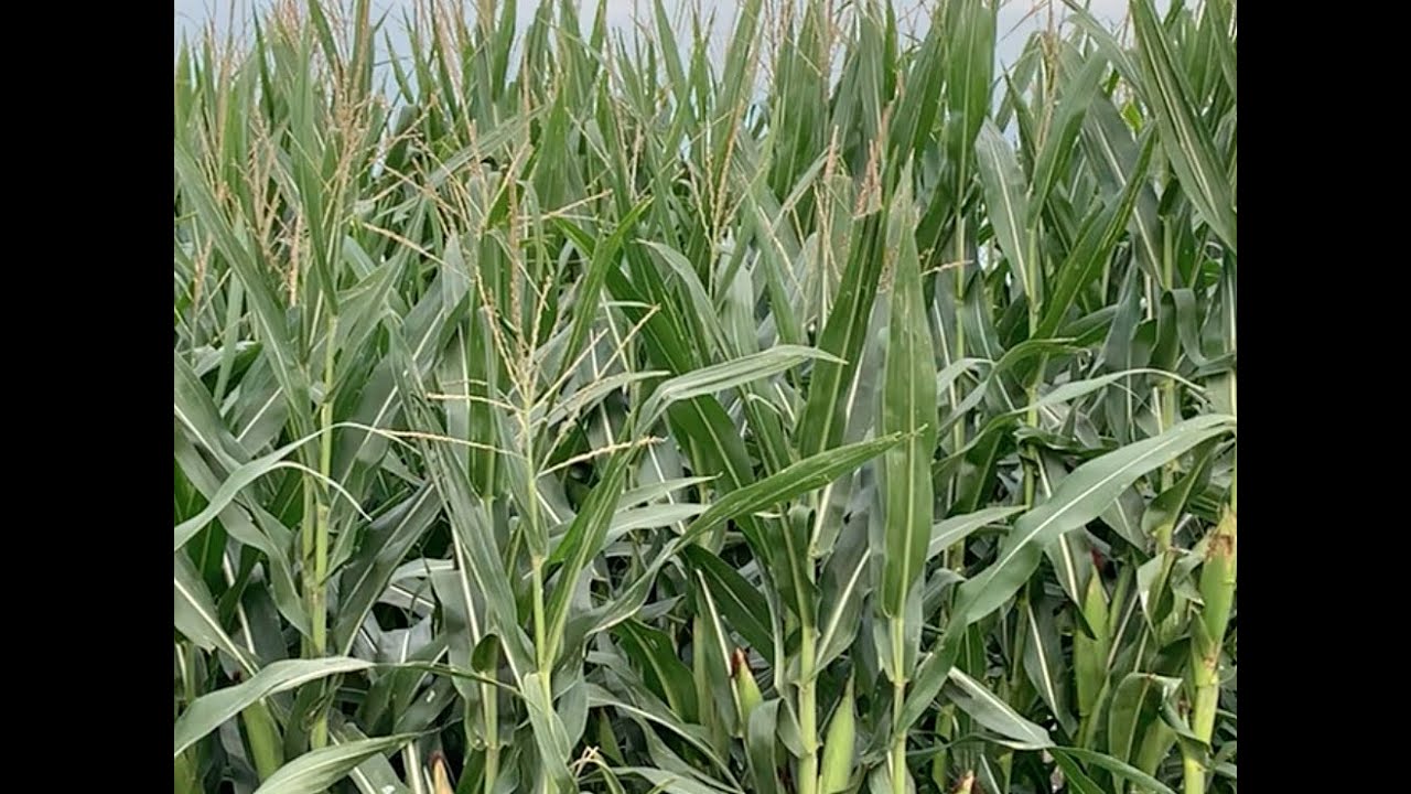 Have you HEARD about Smart Corn - Short Corn? - YouTube