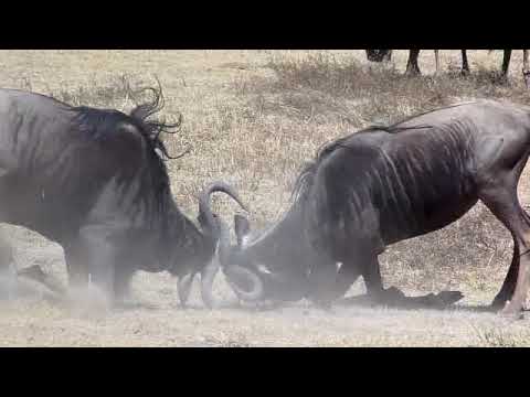 Wildebeest fighting - YouTube
