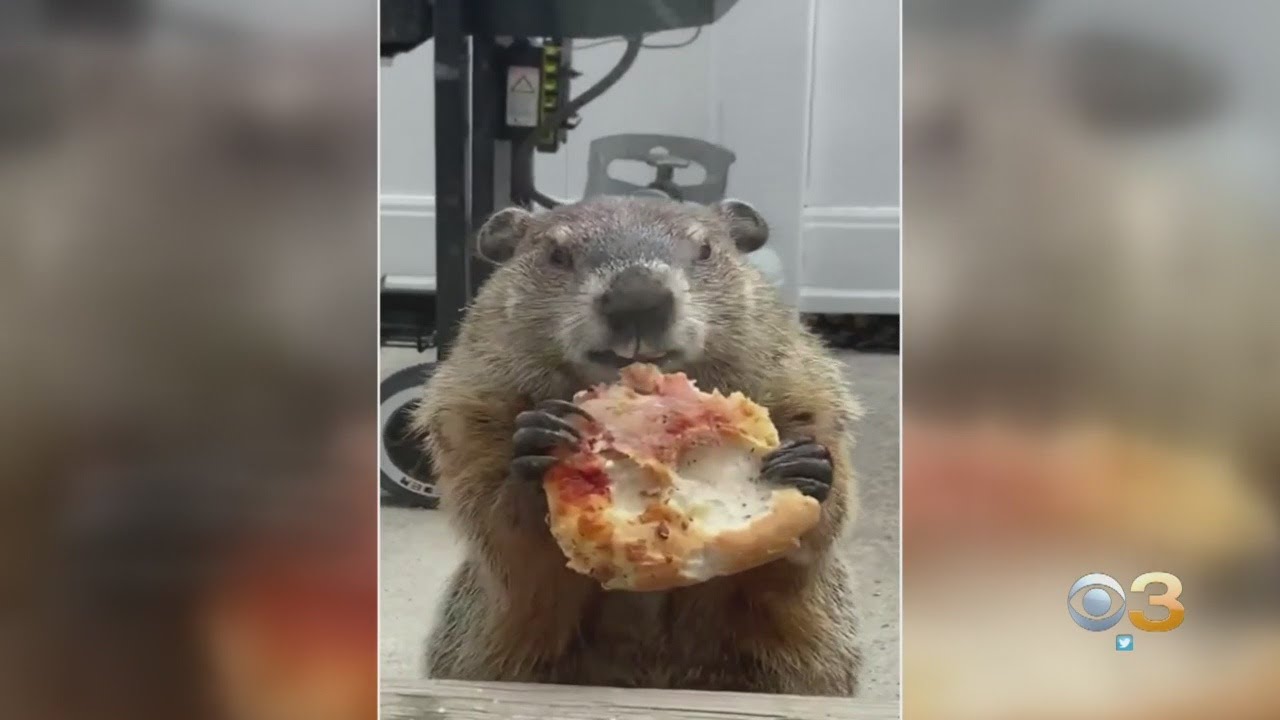 Philadelphia Groundhog Happily Eats Slice Of Pizza - YouTube