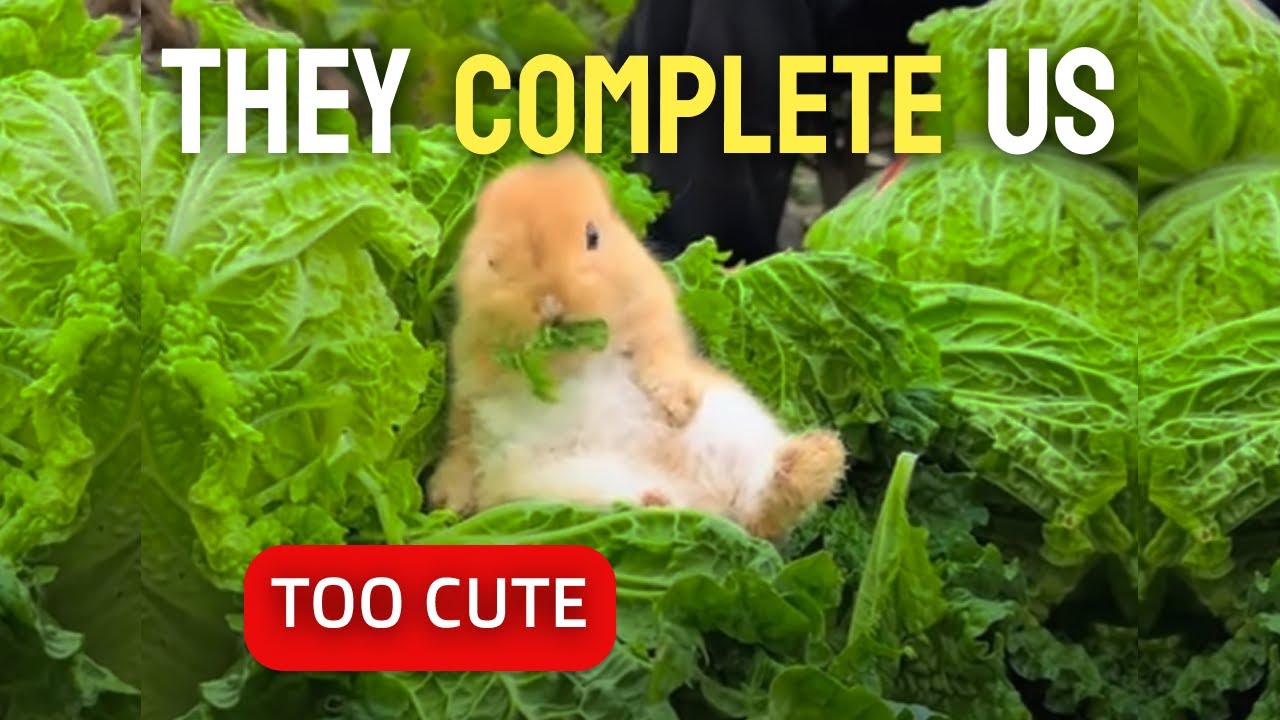 Pets and Their Owners Who Have It All (Love for Each Other) - YouTube
