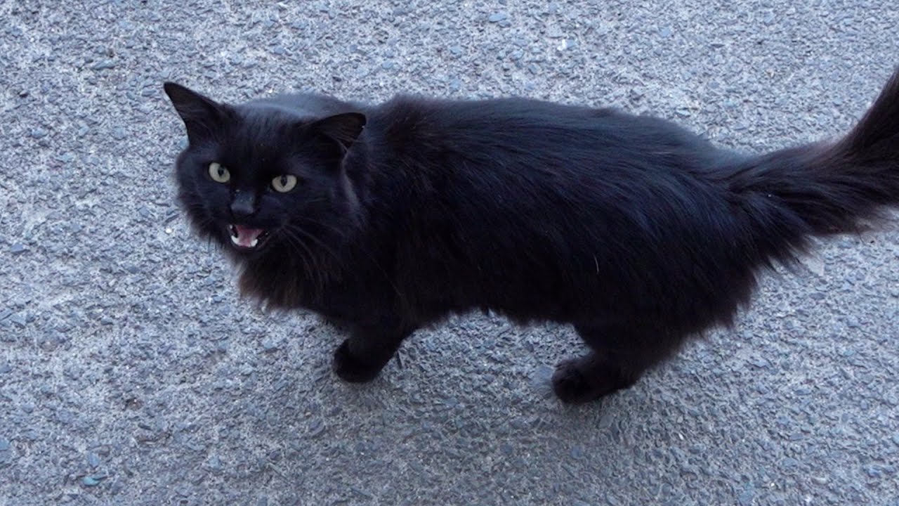 A meowing black cat is waiting for some attention - YouTube