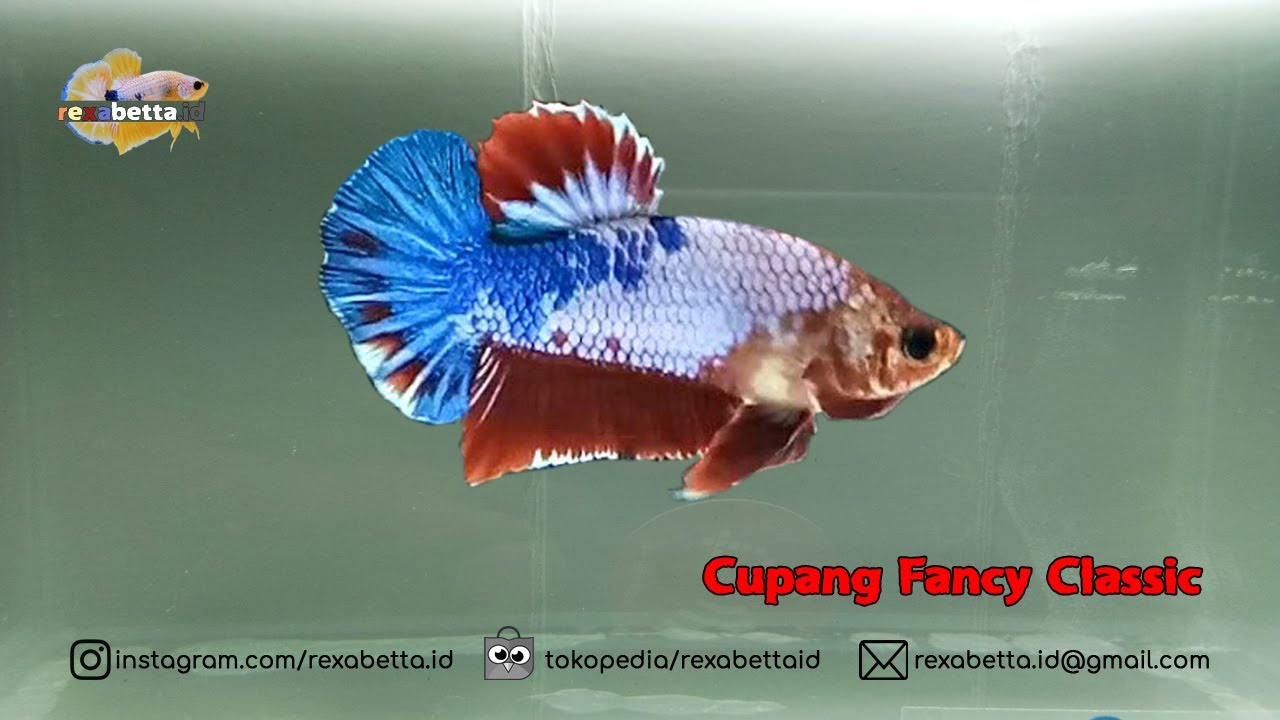Cupang Fancy Classic 256 - YouTube