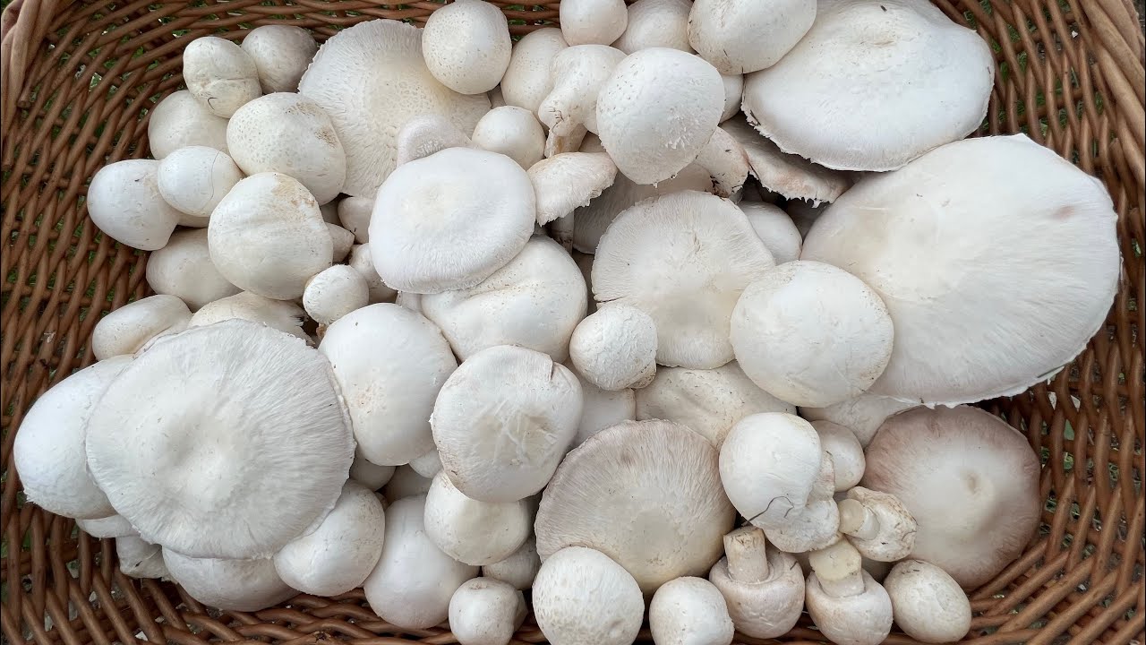 Der Champignons Wahnsinn - Alles voller Egerlinge - YouTube