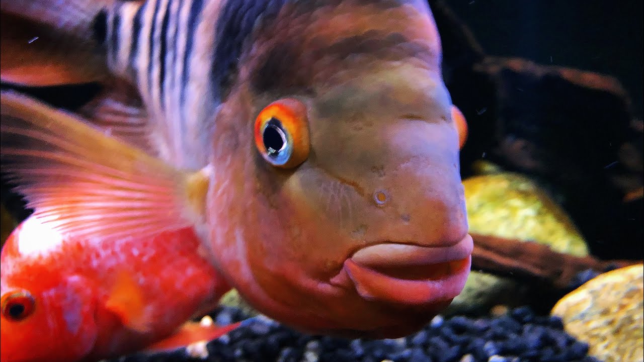Barred Midas and Red Devil Cichlids with Free Swimming Fry - YouTube