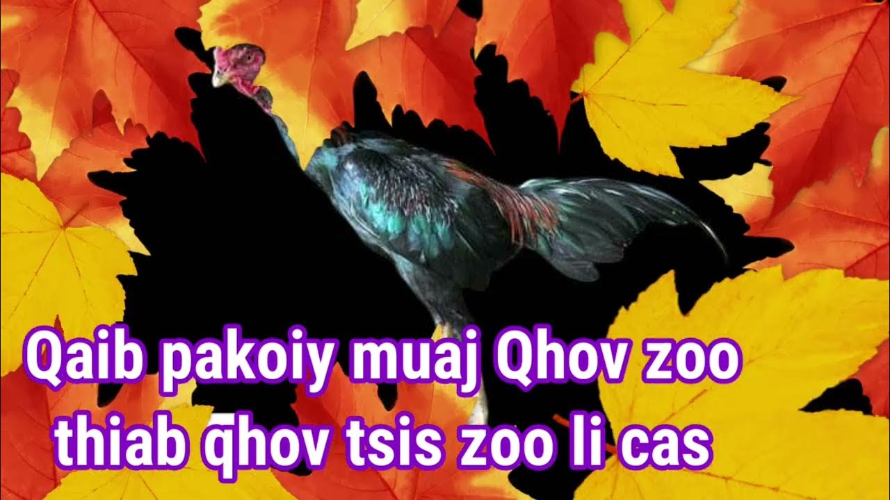 Qhov zoo thiab tsis zoo ntawm qaib pakoiy - YouTube