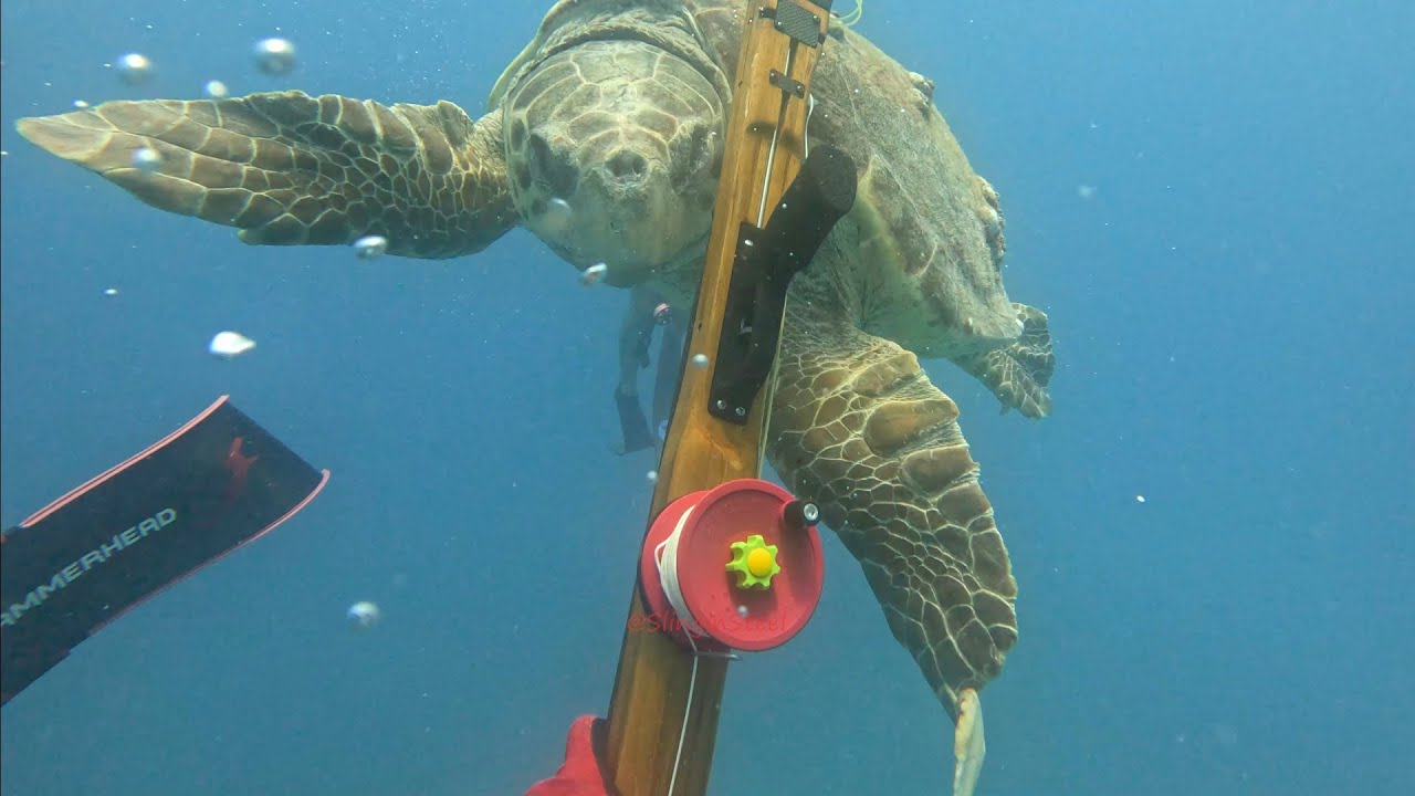 SEA TURTLE ATTACKS DIVERS - YouTube