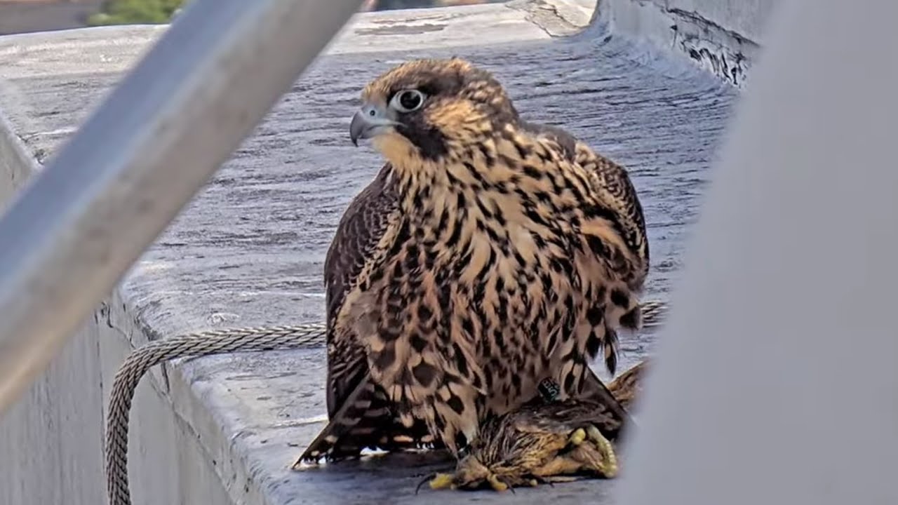 UCFC - Releasing BN55 - YouTube