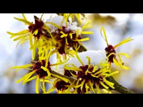 Agua de hamamelis para la piel y los ojos: beneficios, propiedades y ...
