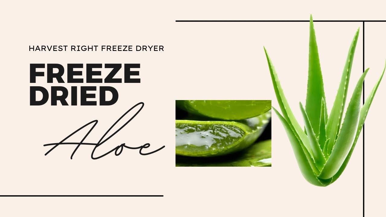 Freeze dried aloe // Harvest Right Freeze Dryer - YouTube