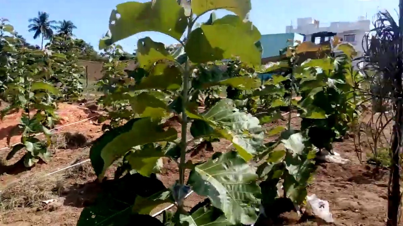 Teak Wood Plantation தேக்கு மரத் தோட்டம் teak wood plantation - YouTube