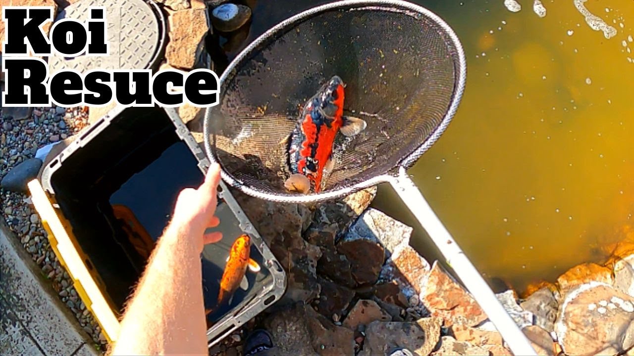 1 minute koi fish rescue/ rehome #koifish - YouTube