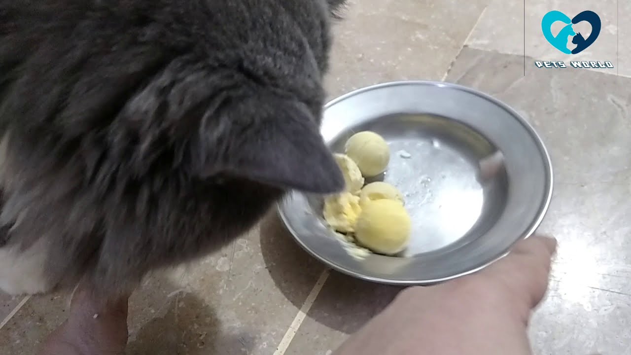 Cat vs food! cats funny reaction when see food { hungry cat funny ...