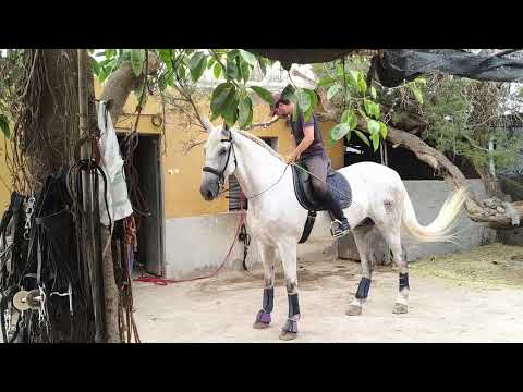 Pre Wallach Capitán  4