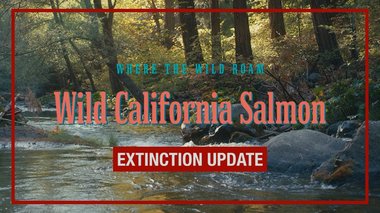 Salmon Extinction Update: Spring Run Chinook Emergency Action - YouTube
