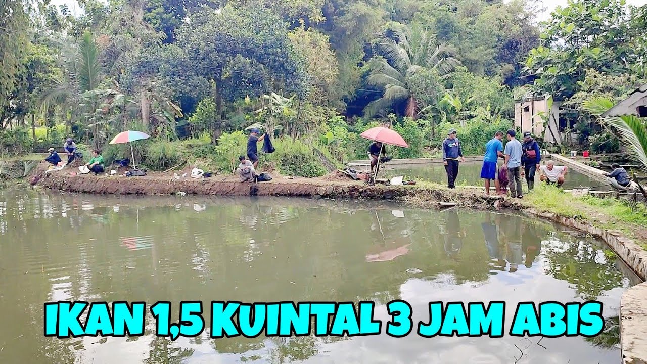 Borongan mancing ikan gurame bawal & mas‼️total ikan 1,5 kuintal - YouTube