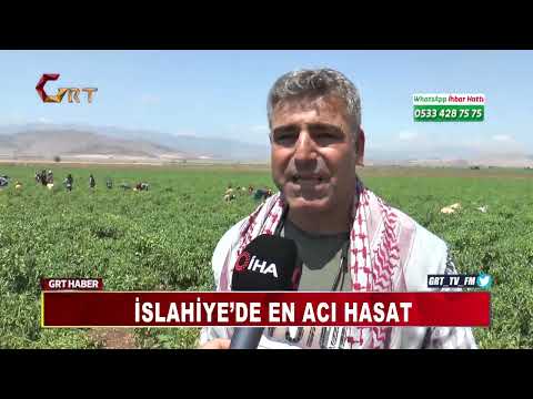 İSLAHİYE’DE EN ACI HASAT