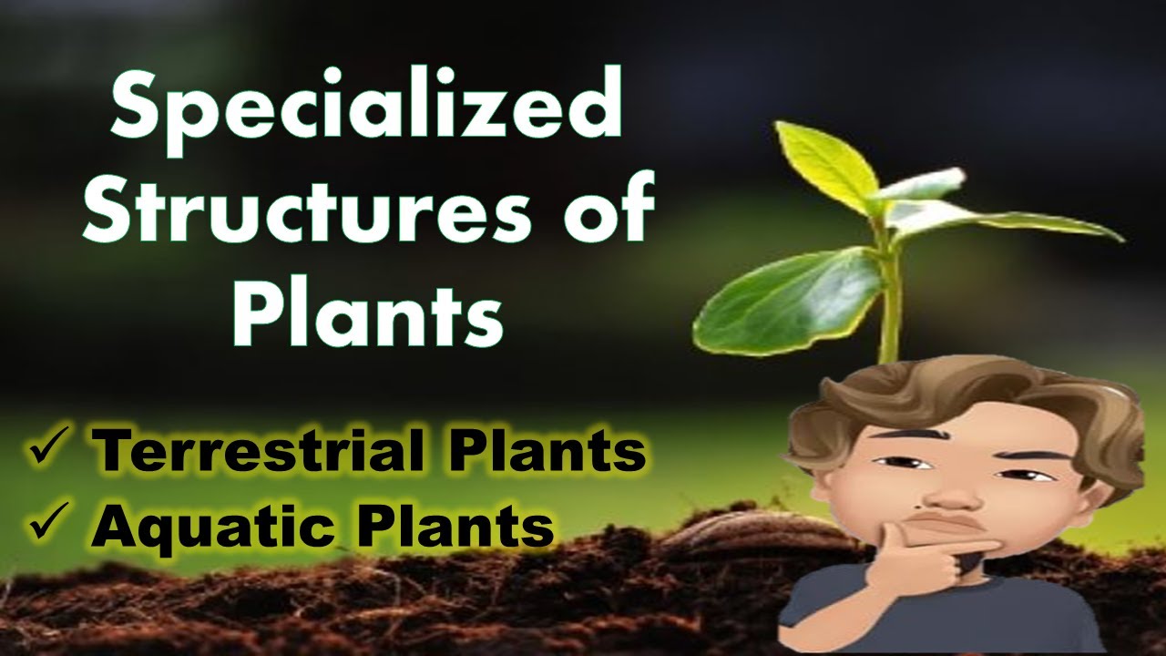Specialized Structures of Plants #ParaSaBata - YouTube