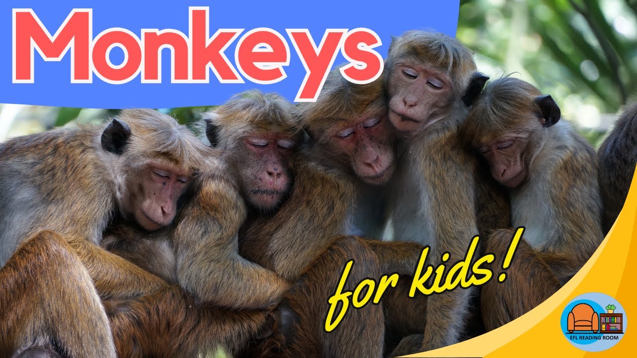 #monkeyvideo All About Monkeys / Monkey Facts for Kids - YouTube