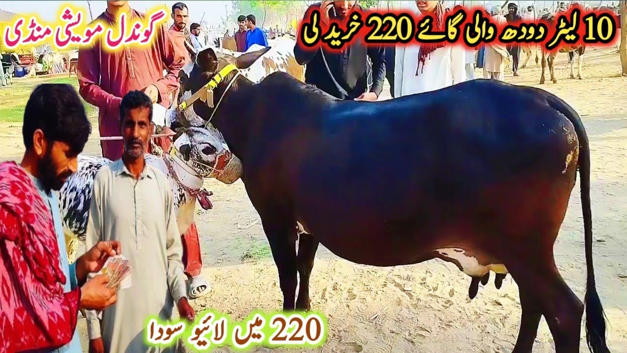 Today Gondal Mandi latest update20 Oct 2025!Low and Middle Prices ...