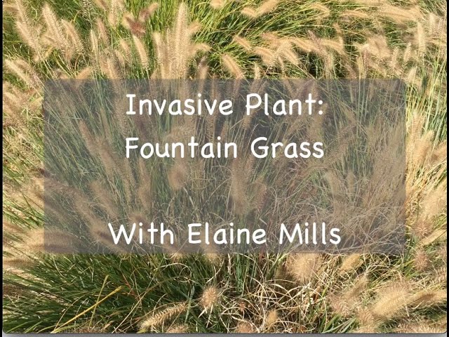 Invasive Tall Grasses
