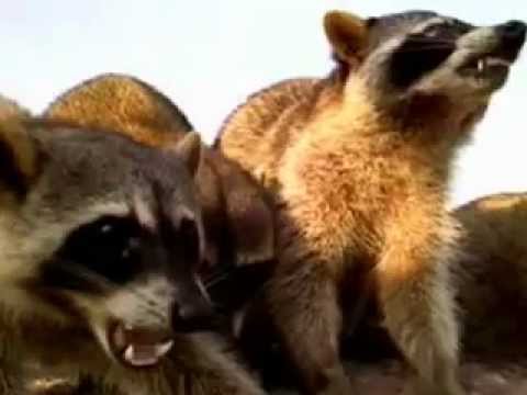 Mapaches en Tampico - YouTube