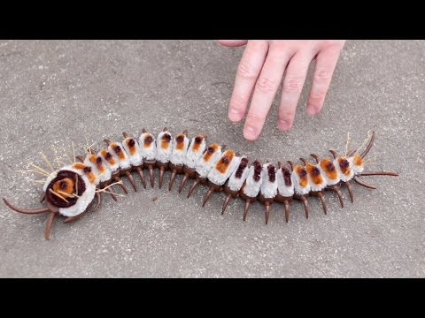 GIANT CATERPILLAR!