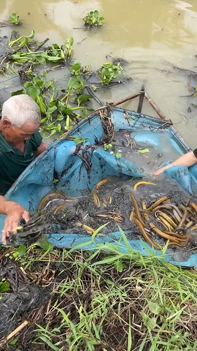 Trapping a lot of giant eel fish with survival skills - YouTube
