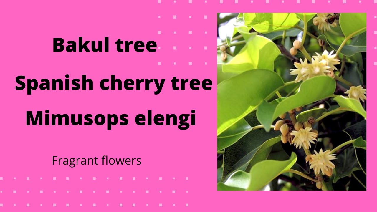 Spanish cherry tree Bakul tree बकुळीचे झाड Mimusops elengi fragrant ...