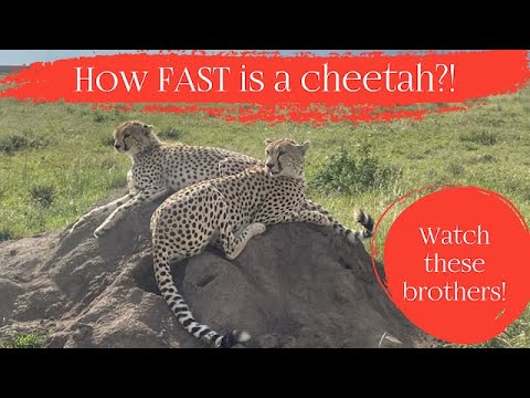 Cheetah Brothers Running FULL speed! - YouTube