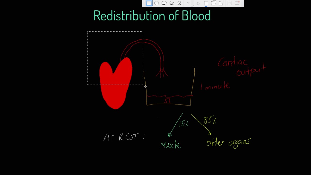 Edexcel GCSE PE - Redistribution of Blood - YouTube