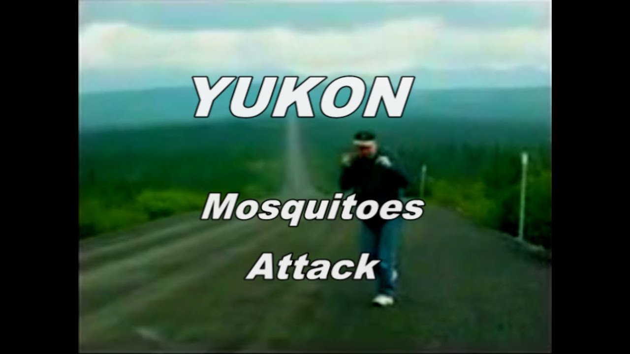 mosquitoes attack photographer in Yukon Canada - YouTube