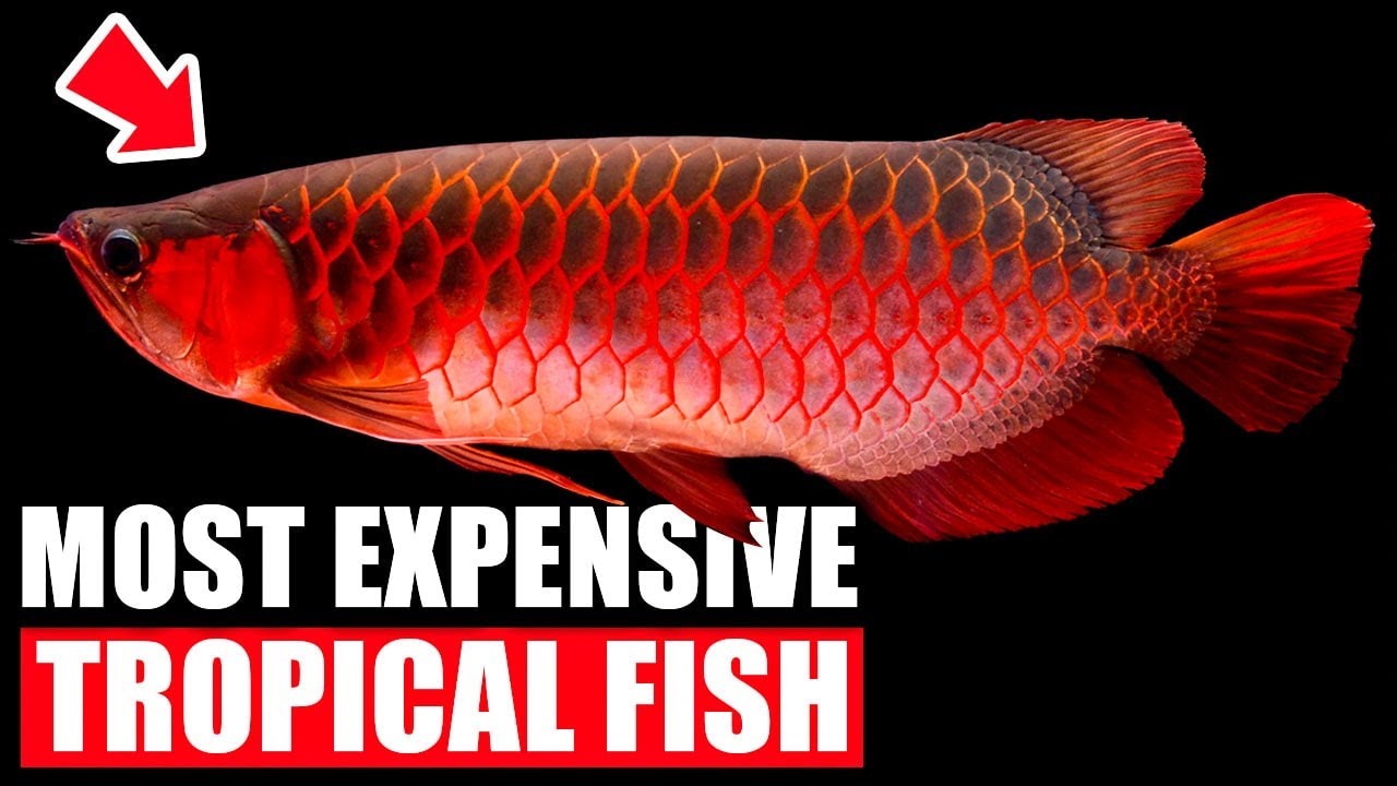 A Look at The Most Expensive Tropical Fish! The $150,000 Asian Arowana ...
