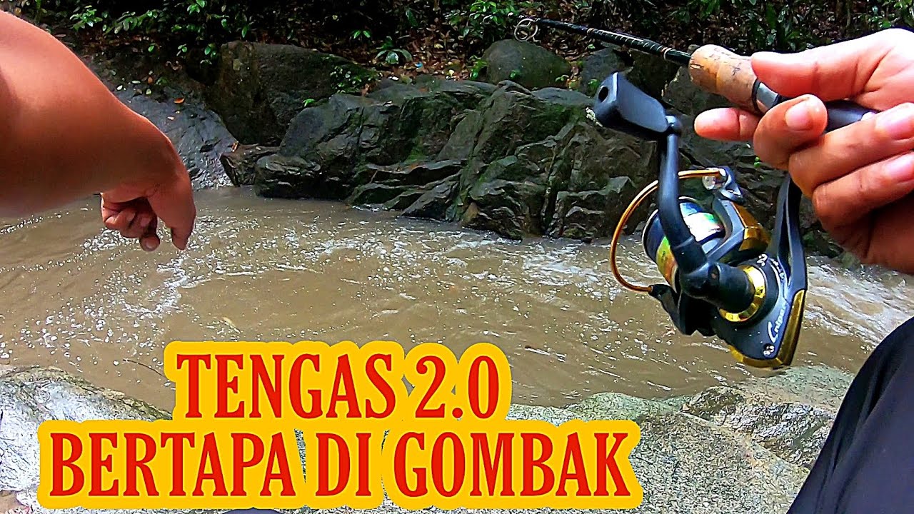IKAN TENGAS GOMBAK 2.0 ["COPPER MAHSEER FISH"] - YouTube