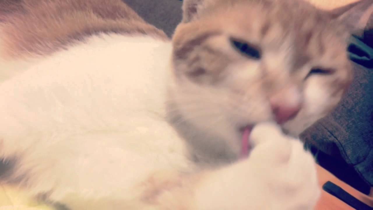 Cat Pi, 고양이 파이 - YouTube