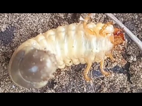 Beautiful Larva | Embioptera | Huhu beetle | insect | Strange Bug Found ...