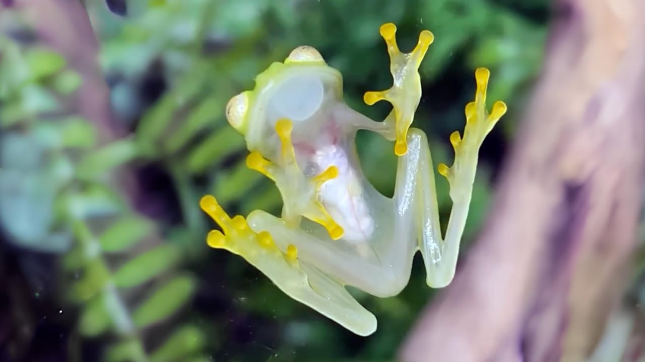 Glass Frog 🐸 The See-Through Body Frog! - YouTube