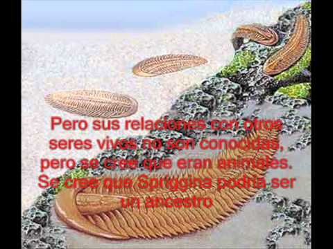La fauna de Ediacara - YouTube